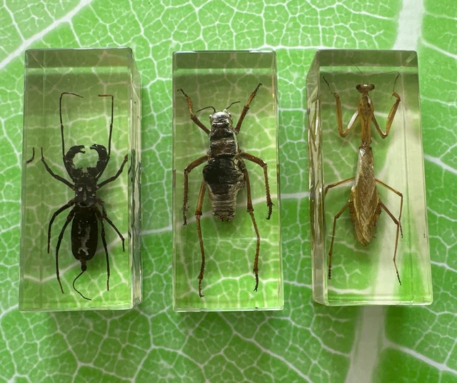 REAL LIFE & Bugs and Insects " Educational - Natural History Taxidermy ...