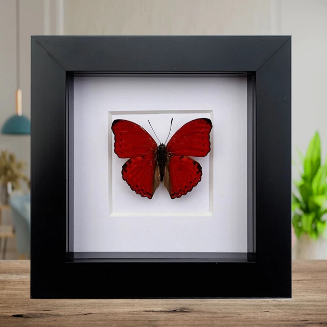 CYMOTHOE SANGARIS, THE blood-red glider, taxidermy butterfly, frame 4 ...
