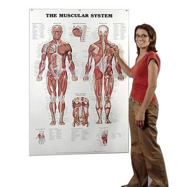 MUSCULAR SYSTEM GIANT Chart Laminated UC Anatomical Chart Company ...