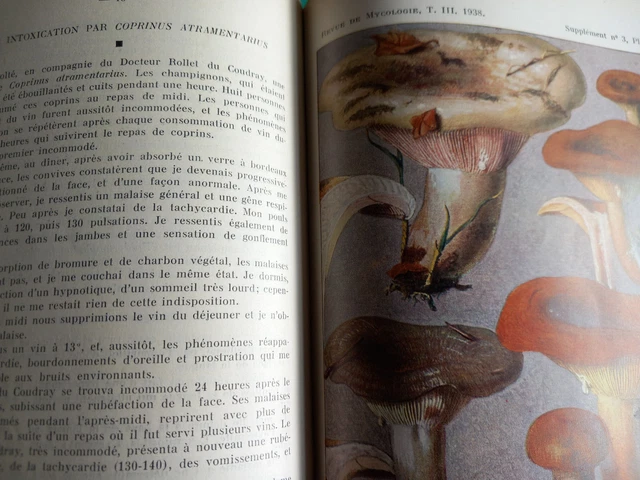 [RARE] CHAMPIGNONS SUPPLÉMENTS de 1936-1941 Revue de Mycologie Belle ...