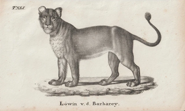 LION LEONESSA BERBERLÖWE (Panthera Leo Litografia Di 1831 Brüggemann ...