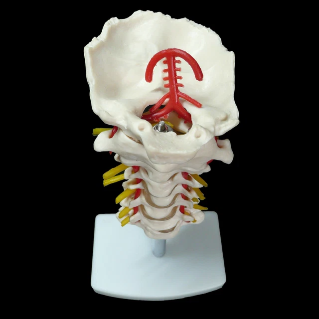 HUMAN CERVICAL VERTEBRAE Column Model - Occipital/Vertebral Medical ...