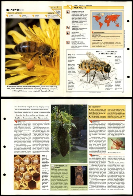 HONEYBEE #7 INSECTS Wildlife Fact File Fold-Out Card £1.99 - PicClick UK