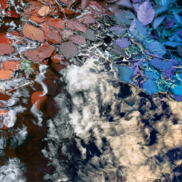 INCLUSION PRINCIPLE THE Leaf Factory Fallback (CD) Album Digipak EUR 19 ...