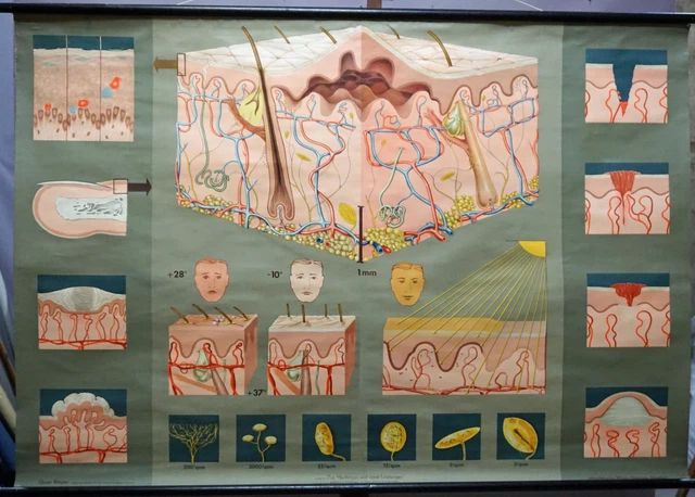 MEDICAL ROLLABLE POSTER wall chart print human skin surface cross ...