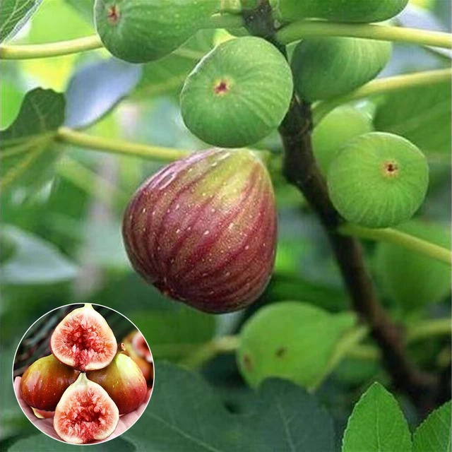 500PCS FICUS CARICA Feigen Feigen Feigen Feigen Honigfrucht Samen Vier ...