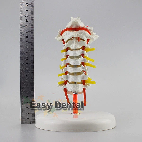 PROFESSIONAL EDUCATIONAL CERVICAL Vertebral Column Neck Artery Anatomy ...