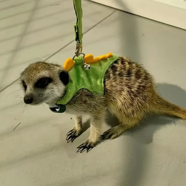 SHORT PLUSH FERRET Lead Rope Vest Type Walking Mice Cute Pet Rope Pet ...