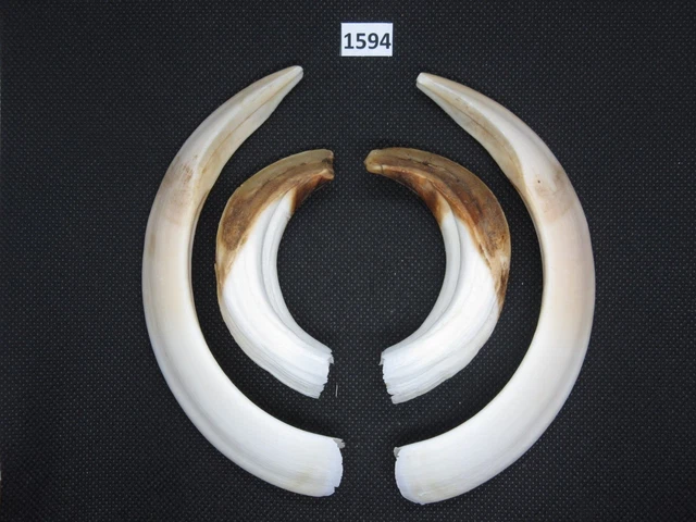 WILD BOAR TUSKS (no. 1594), trophy, taxidermy, tooth, teeth £92.40 ...