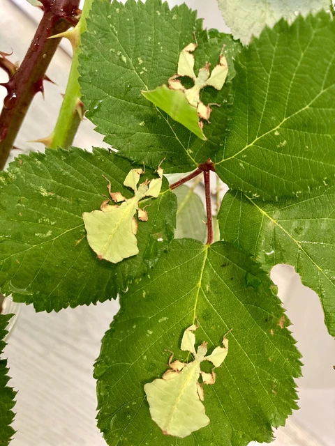 GIANT MALAYSIAN LEAF Insect (Phyllium giganteum) - L3 nymph £7.00 ...