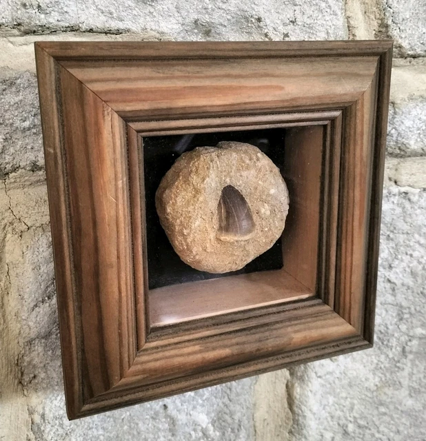 GENUINE CRETACEOUS PREHISTORIC Fossil Tooth,Glazed Museal Feature ...