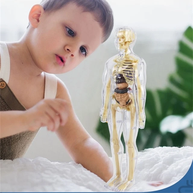 CLEAR HUMAN BODY Model With Removable Organs And Muscles Anatomy ...