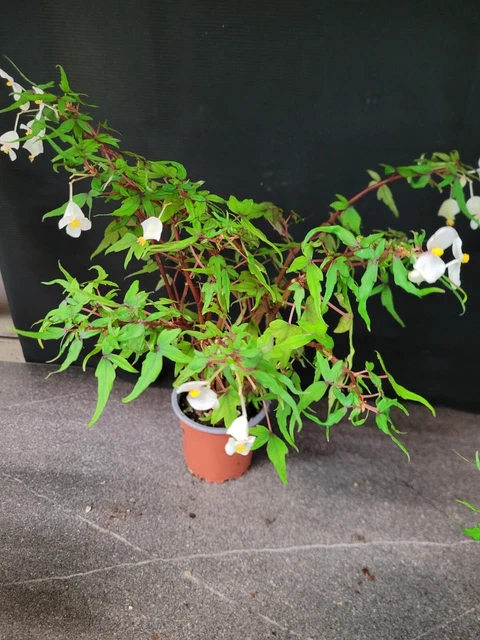 BEGONIA BEGONIE tripartita / dregei caudex 6 Pflanzen pro Topf EUR 13 ...
