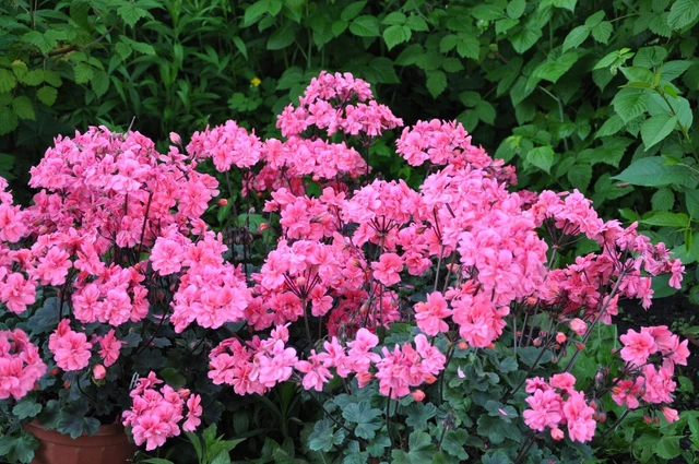 PELARGONIUM LIA PRINCESS Charlotte 💫 £15.00 - PicClick UK