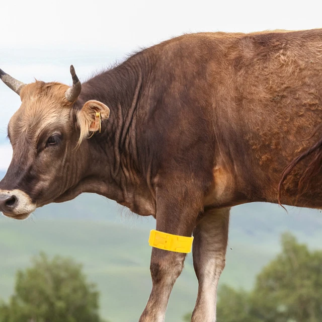 LIVESTOCK LEG RINGS Cattle Bands Goat Poultry Pet Supplies-KK £10.39 ...