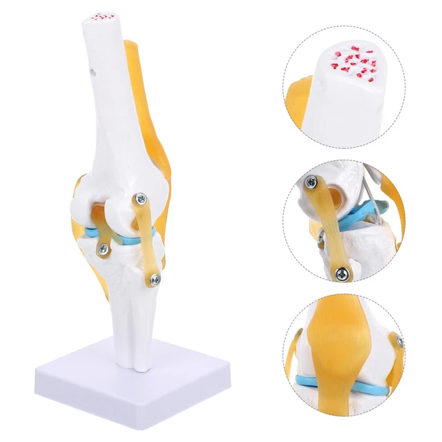 KNEE ANATOMY MODEL Classroom Skeleton Joint Models Anatomy Anatomy ...