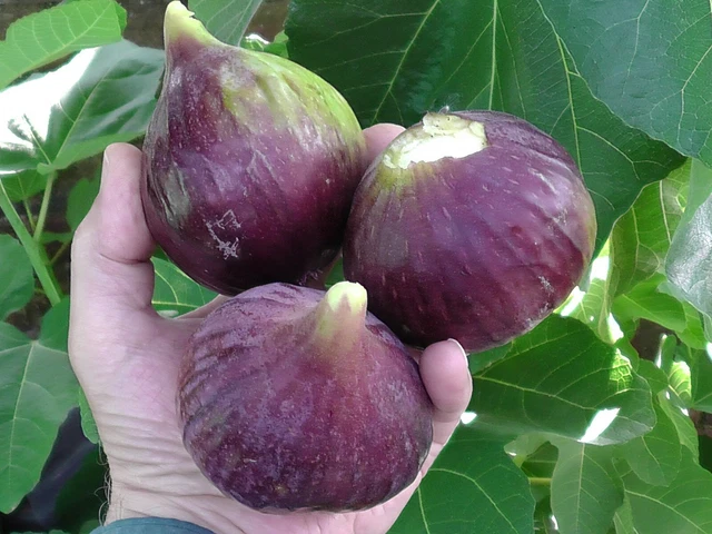 FIG TREE FROM cyprus truly unique jumbo figs producing twice yearly in ...