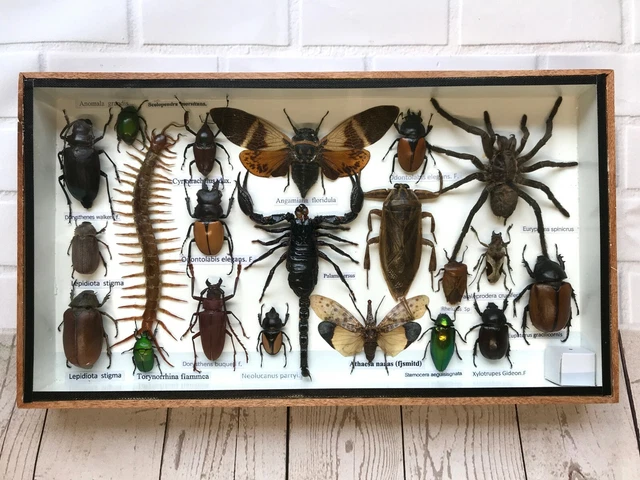 INSECT DISPLAY BOX Tarantula Spider Scorpion Beetle Bug Taxidermy Wood ...