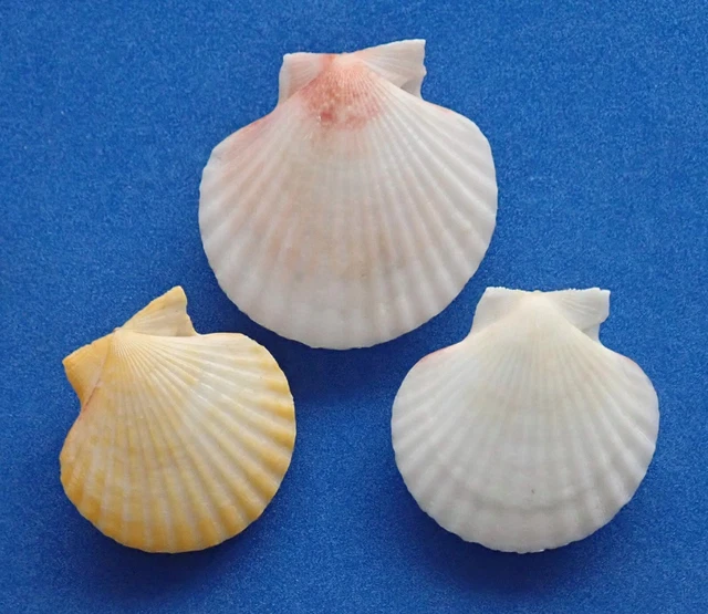 COQUILLAGE DE COLLECTION: Chlamys opercularis (x3) (Pectinidae, France ...
