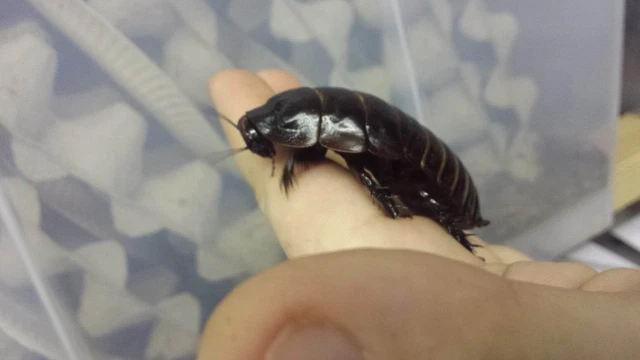 GIANT BURROWING COCKROACH, Rhino cockroach, ( Macropanesthia rhinoceros ...