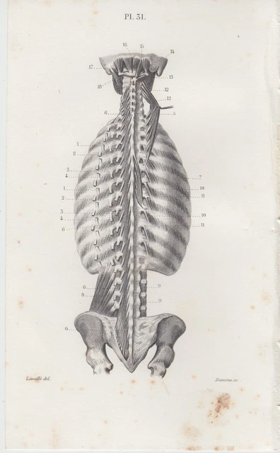 1853 TAVOLA ANATOMICA miologia muscoli tronco collo tendini retto ...