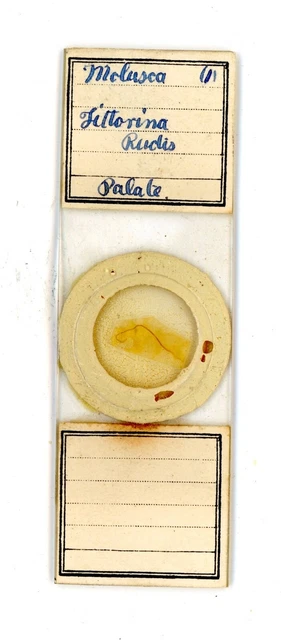 ANTIQUE GLASS MICROSCOPE slide Mollusca Littorina Rudis Palate #66 £9. ...