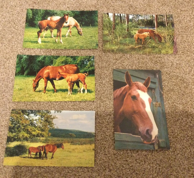5 X BAMFORTH Postcards - Horses and Ponies - Black Triangle £4.95 ...