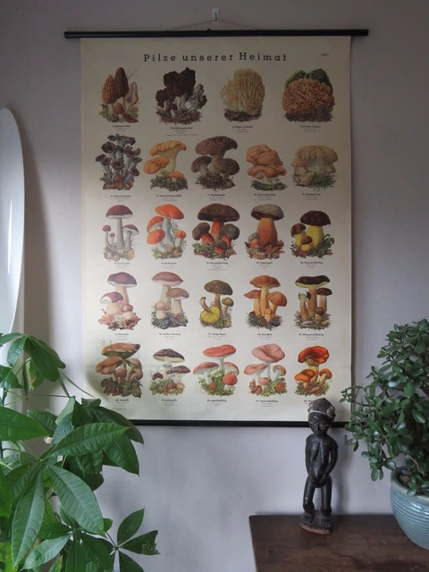 VINTAGE PULL ROLL Down School Wall Chart Poster Of Mushrooms I Fungi ...