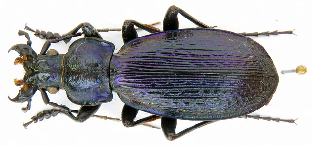 CARABUS (ARCHIPLECTES) PROMETHEUS miroshnikovi A - NW Caucasus $10.85 ...