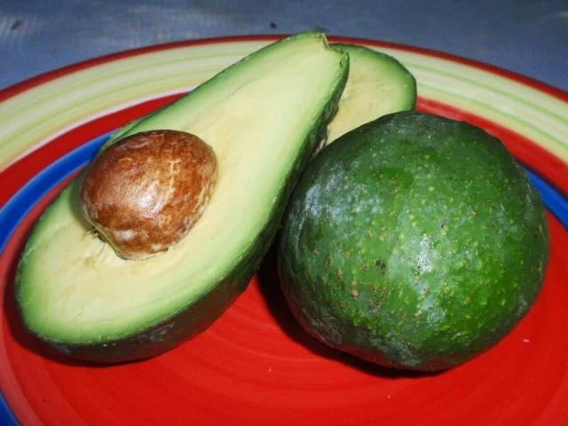 EDRANOL AVOCADO PLANT-GRAFTED Tubestock Size-Large Fruit-Fruit Tree ...