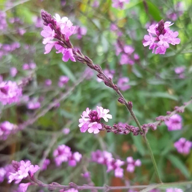VERBENA OFFICINALIS VAR. grandiflora 'BAMPTON"-50 seeds/HP £2.60 ...