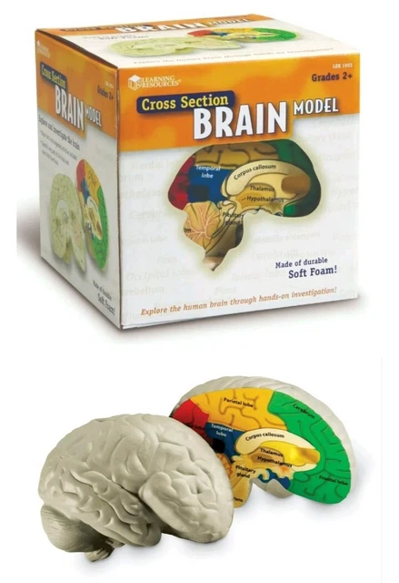 LEARNING RESOURCES SOFT Foam Cross-Section Brain Model BNIB £14.95 ...