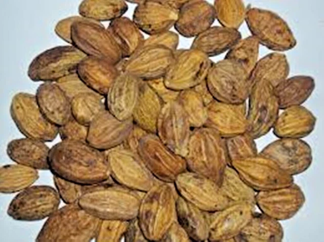 HARAD BADI PILI-HARITAKI-YELLOW Terminalia Chebula Whole Raw Herbs 100 ...