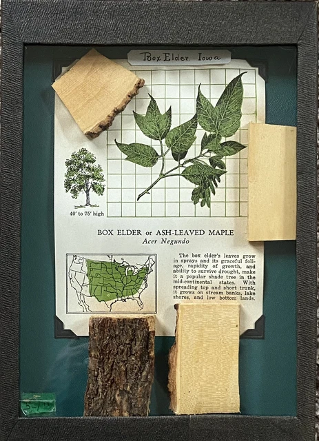 VINTAGE SCIENTIFIC TREE Specimen Box Iowa Box Elder Wood Arborist ...