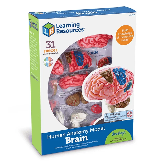 LEARNING RESOURCES DETAILED Human Brain Anatomy Model for Ages 8 & Up £ ...