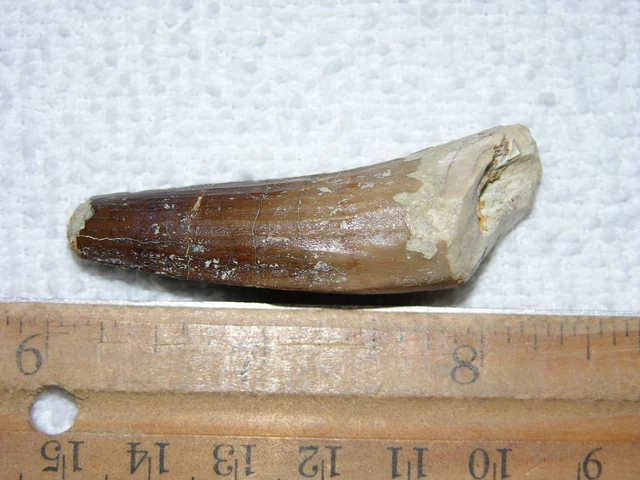 DINOSAUR FOSSIL TOOTH Spinosaurus Cretaceous Era bigger 2 inch long ...