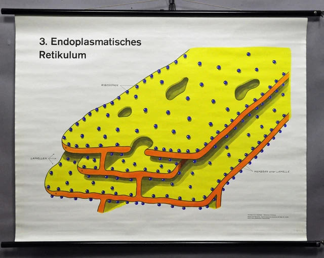 VINTAGE POSTER ROLLABLE wall chart, biology, cells, endoplasmic ...