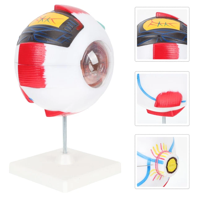 HUMAN EYE MODEL Enlarged Eyeball Anatomy Display Magnified Detachable £ ...