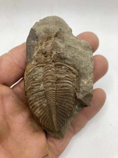 RARE OLENASPELLA TRILOBITE fossil, Upper Cambrian, McKay Group, BC ...