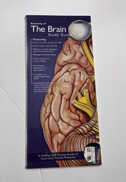 ANATOMY OF THE Brain Study Guide (Anatomical Chart Co.) Folding ...