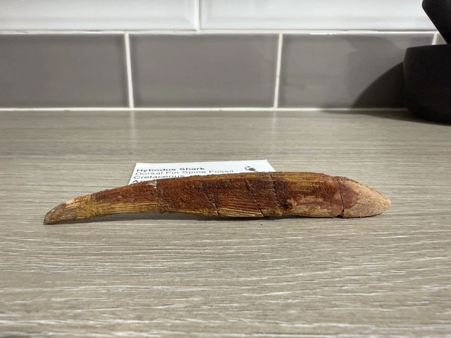 HYBODUS SHARK DORSAL Fin Spine Fossil Cretaceous Period £8.00 - PicClick UK