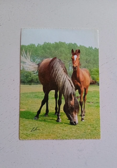AK POSTKARTE PFERDE Horse, Stute mit Fohlen, Symposion Verlag Foto E. Escher EUR 1,00 - PicClick DE