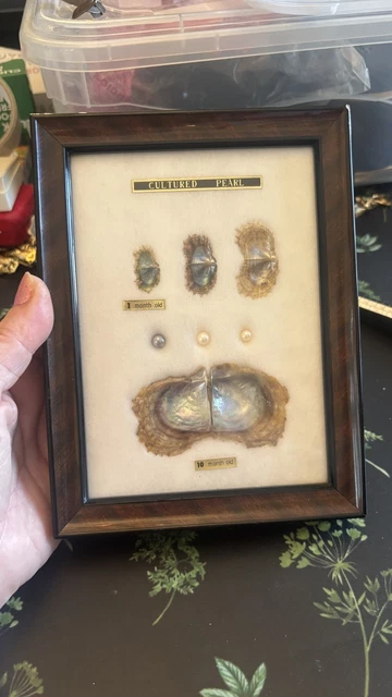 VINTAGE JAPANESE CULTURE Pearl Specimen Framed £75.56 - PicClick UK