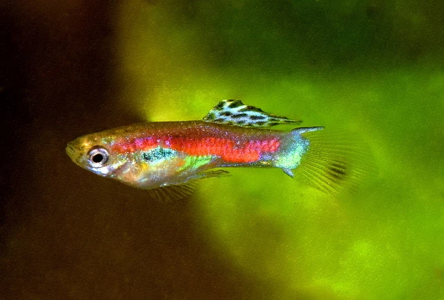 PAIR OF POECILIA reticulata 'Rio Tefé' (Wild Guppy, Livebearer) £2.20 ...