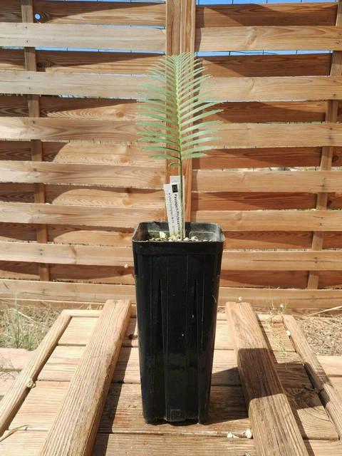 DIOON HOLMGRENII PLANTULE/SEEDLING 1 leaf, cycad, encephalartos, rare ...