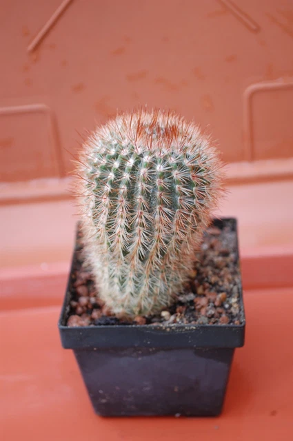 PARODIA SCHLOSSERI (NOTOCACTUS erubescens) Kakteen Sukkulenten EUR 2,90 ...