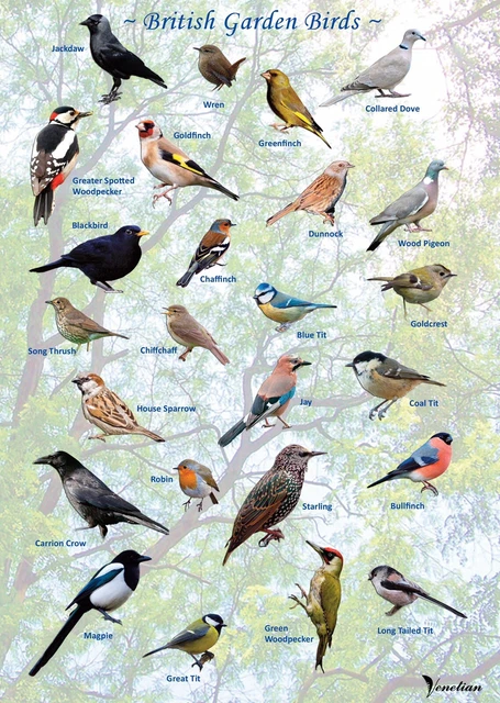 British Garden Birds Identification Poster FOR SALE! - PicClick UK