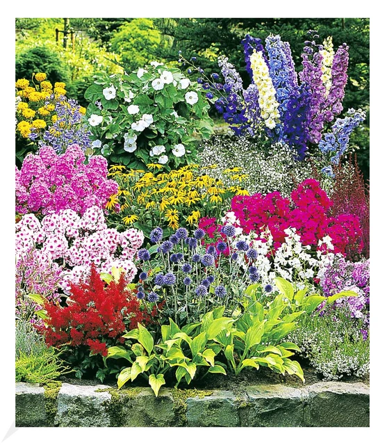 BUNTES STAUDENBEET 'MULTI-COLOUR', Staudengarten EUR 22,95 - PicClick DE