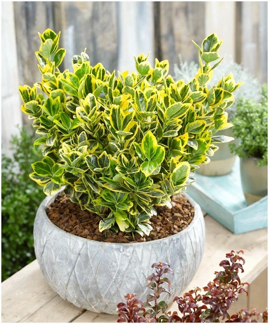 EUONYMUS JAPONICUS OVATUS Aureus XXL Large 3Ltr Pot - Hardy Evergreen ...