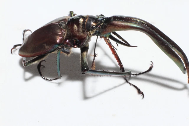 4beetle Lucanidae Chiasognathus Grantii Male 64 Cm A1 3939 Picclick Ca